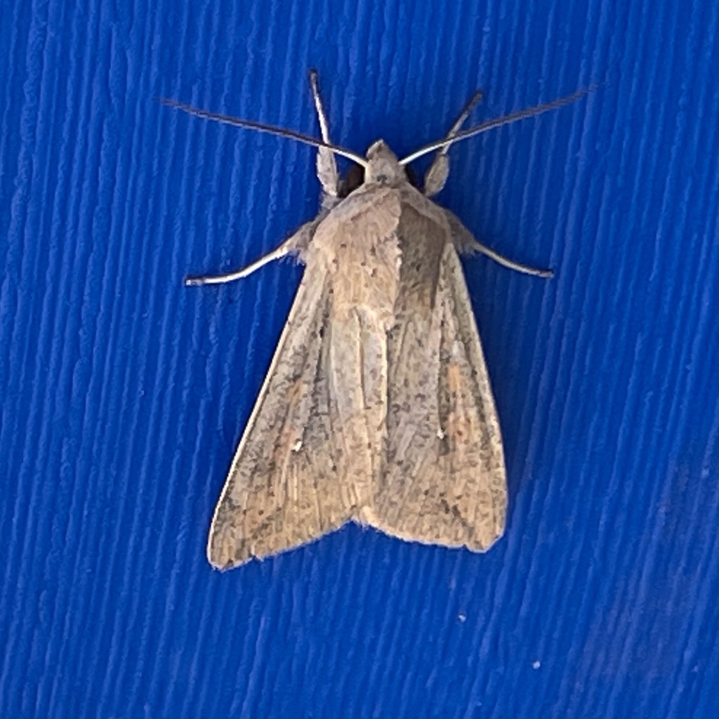 White-speck Moth in April 2024 by Daryl Williams · iNaturalist