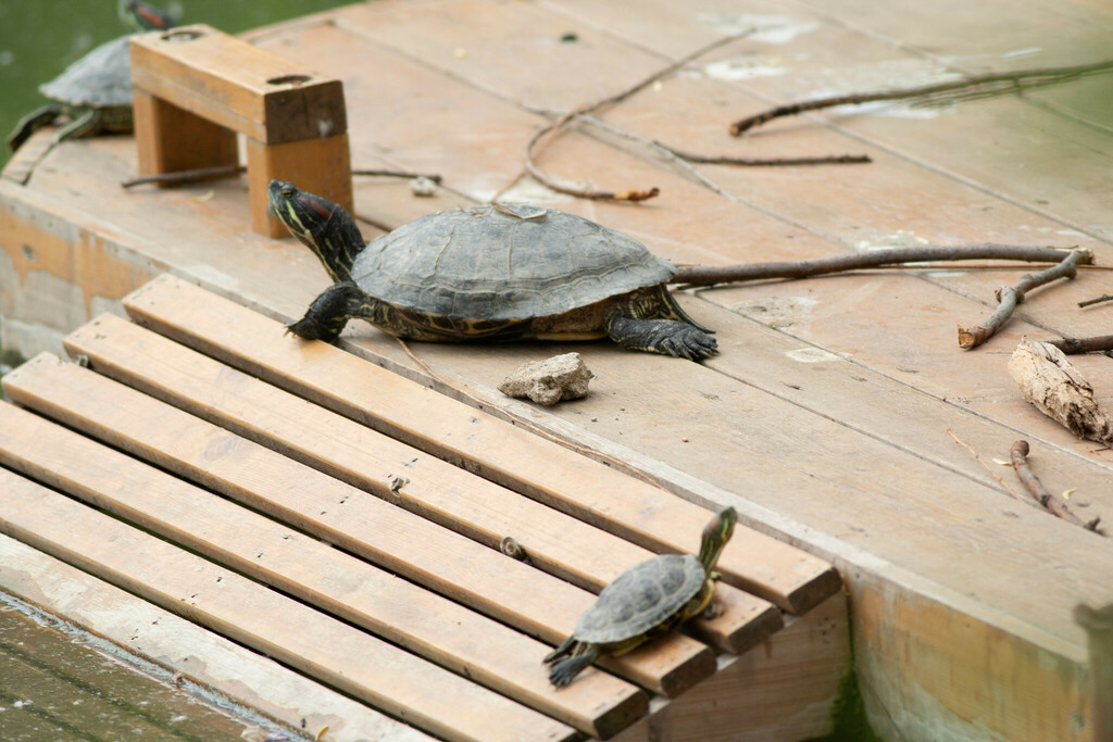 Red-eared Slider from 中国北京市海淀区颐和园路5号 on April 26, 2024 at 10:47 AM by ...