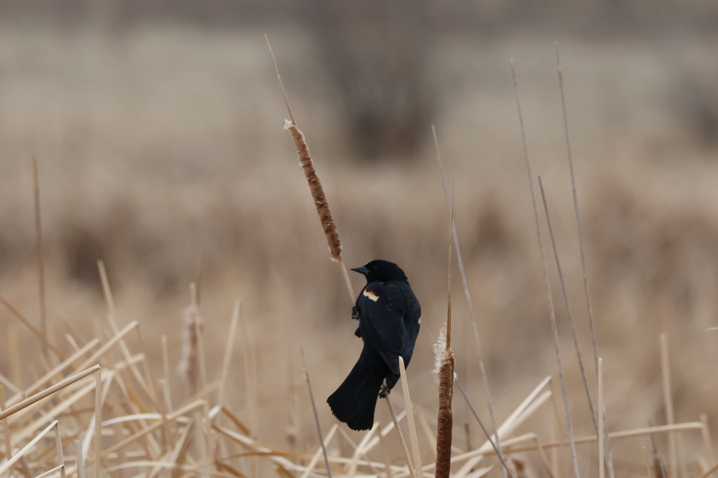 Red-winged Blackbird from Southeast Calgary, Calgary, AB, Canada on ...