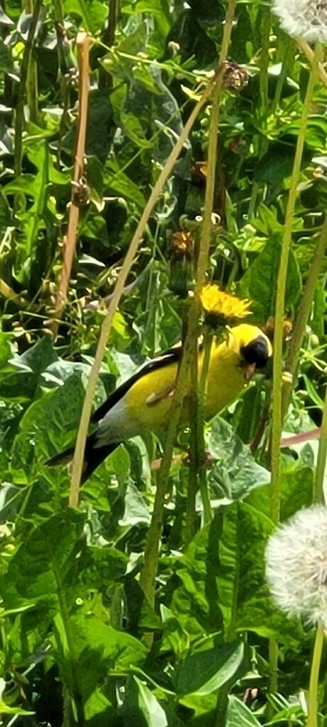 American Goldfinch from Clinton, SC 29325, USA on April 28, 2024 at 01: ...