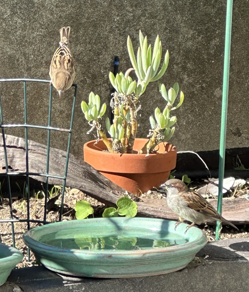 House Sparrow in April 2024 by haymay · iNaturalist