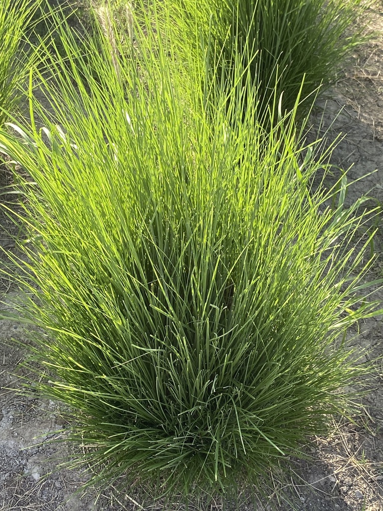 Creeping wild rye from Calle Paseo del Cedro, Monterrey, N.L., MX on ...