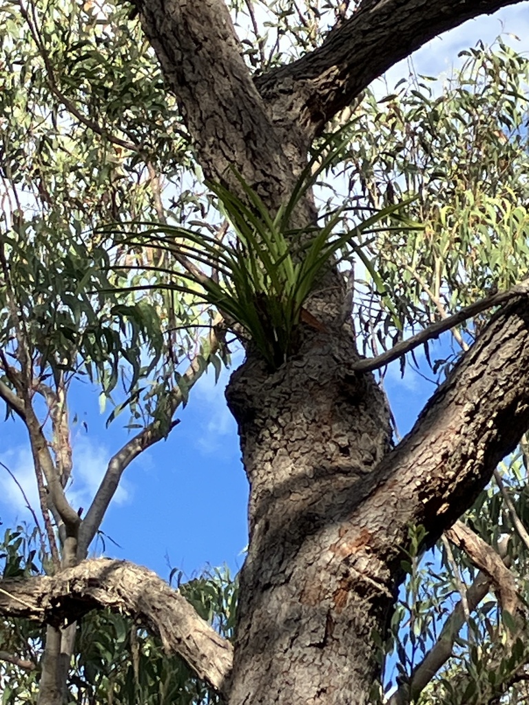 Snake Orchid from Ku-ring-gai Chase National Park, North Turramurra ...