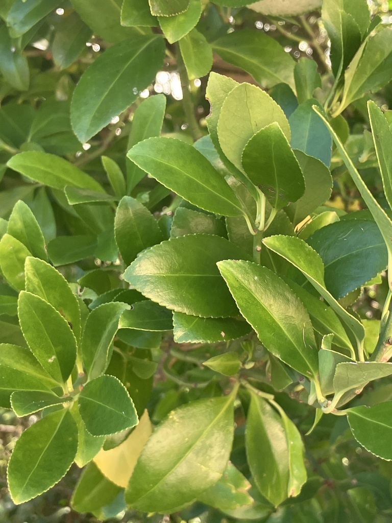 Japanese spindle tree from North Island / Te Ika-a-Māui, Wellington ...