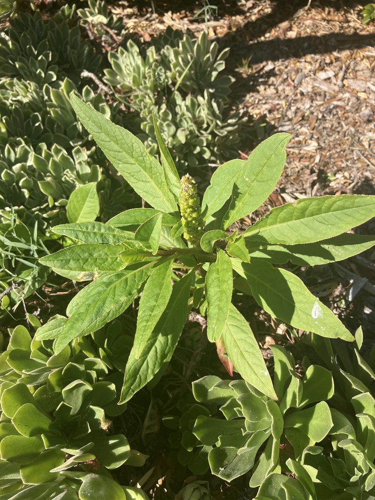 Inkweed from North Island / Te Ika-a-Māui, Wellington, Wellington, NZ ...