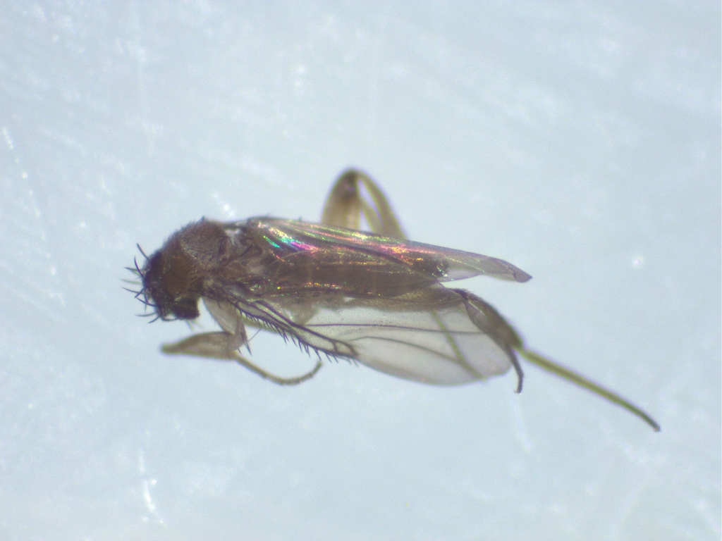 Humpbacked Flies from Huia, Auckland 0604, New Zealand on February 6 ...