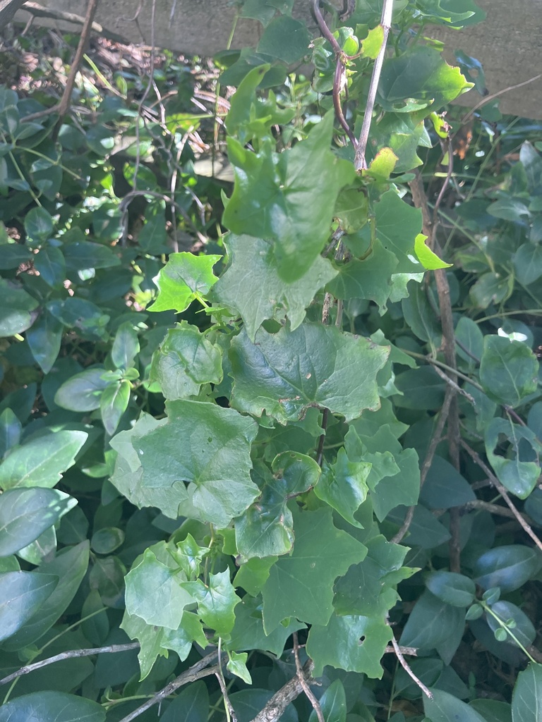 Cape-ivy from Freyberg Beach Playground, Wellington, Wellington, NZ on ...