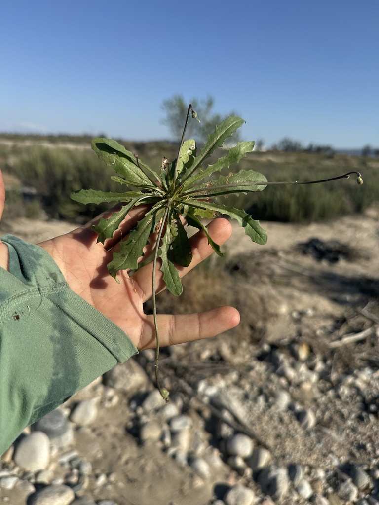 Smooth Cat's Ear from Redlands, CA, US on April 28, 2024 at 05:15 PM by ...