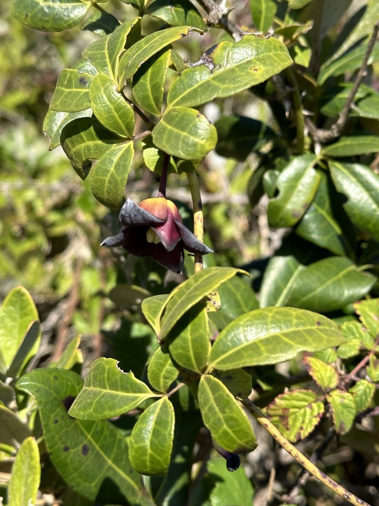 zabala fruit from Punta Lilemo, Hualpén, Región del Biobío, CL on April ...