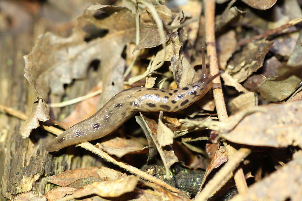 Leopard Slug from Loudoun County, VA, USA on April 28, 2024 at 11:06 AM ...
