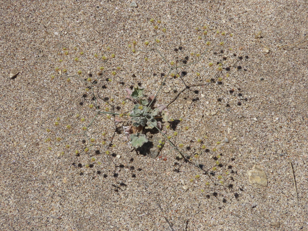 yellow turbans from Palm Springs, CA, USA on April 27, 2024 at 11:54 AM ...
