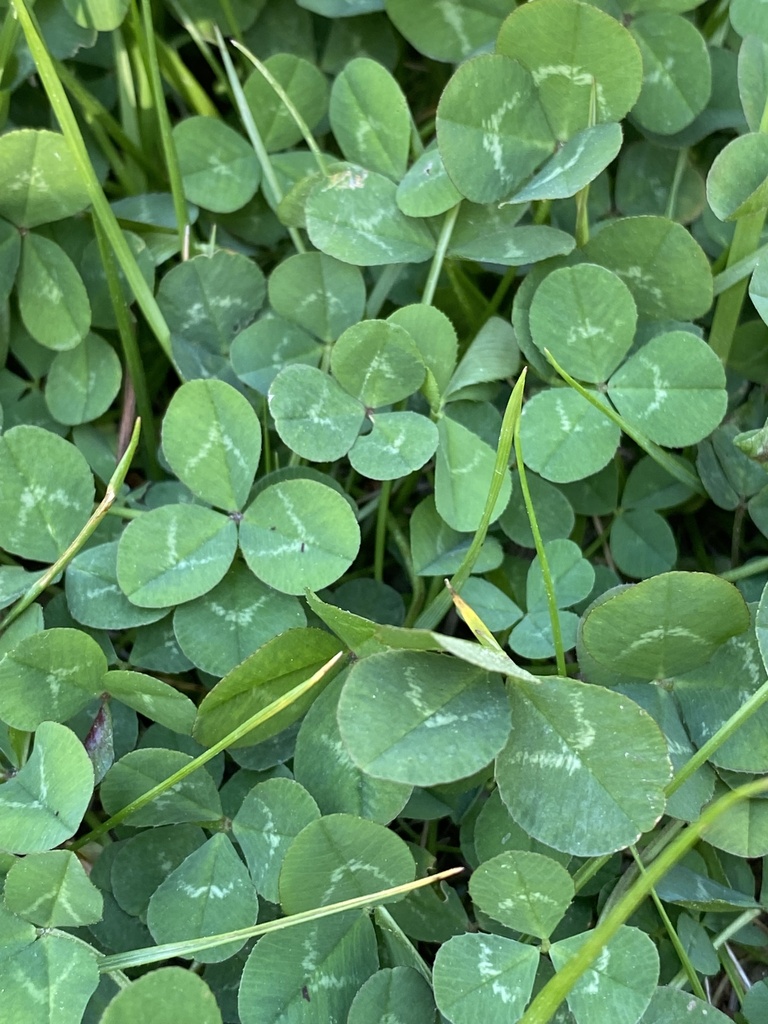 white clover from George Washington & Jefferson National Forests ...