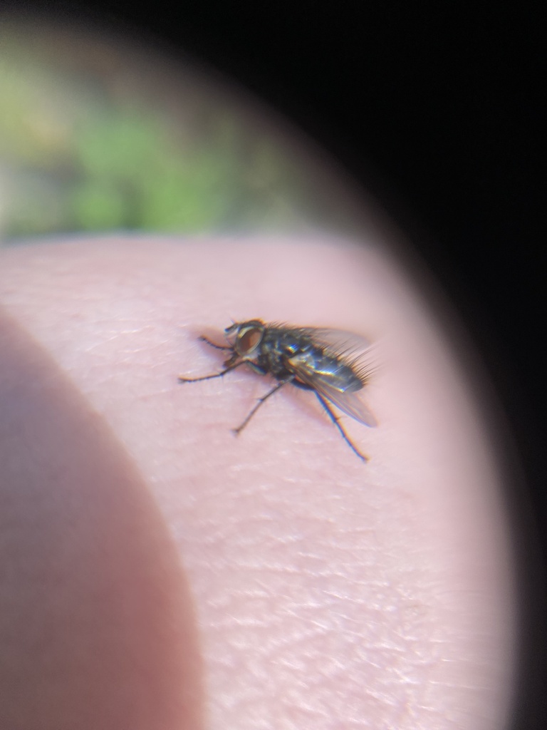 Bot Flies, Blow Flies, and Allies from Douthat State Park, Millboro, VA ...