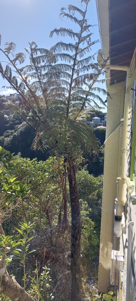 slender tree fern from Aro Valley, Wellington, New Zealand on April 29 ...