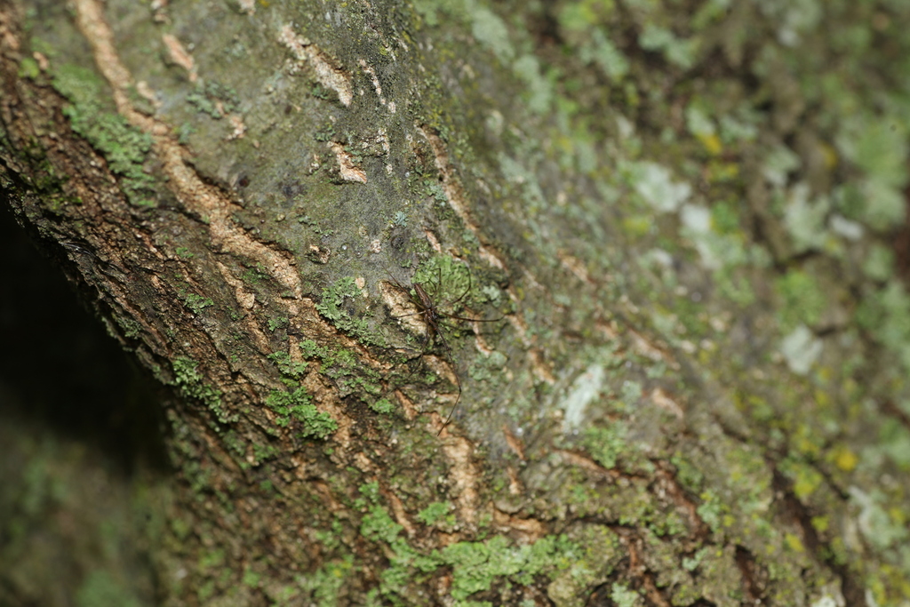 Elongate Stilt Spider from Loudoun County, VA, USA on April 28, 2024 at ...