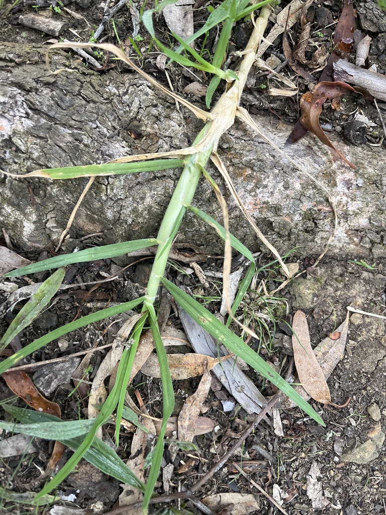 Kikuyu Grass from Gilpin Park, Brunswick, VIC, AU on April 29, 2024 at ...