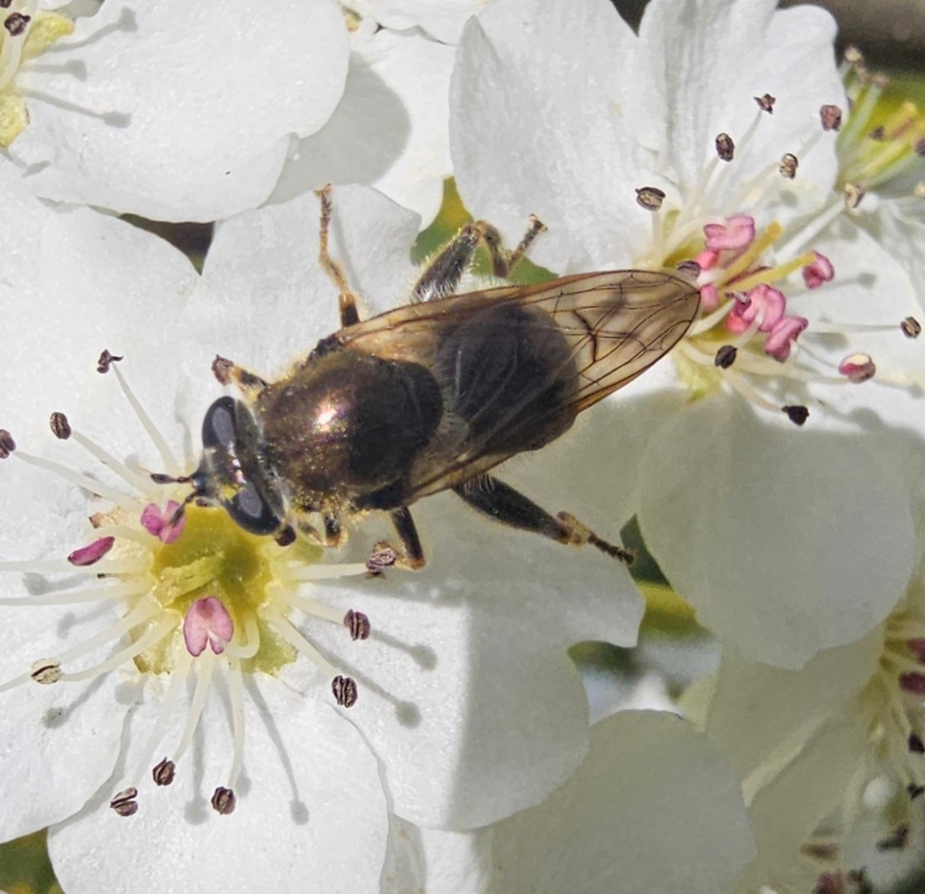 Eastern Catkin Fly from Skytop, PA 18357, USA on April 28, 2024 at 12: ...