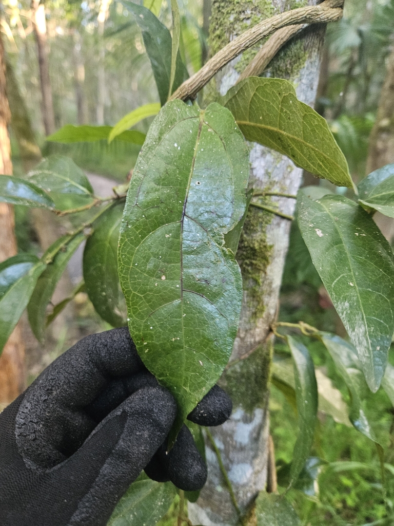 birdwing butterfly vine from Parkview Rd near Gyles Ct, Cornubia QLD ...