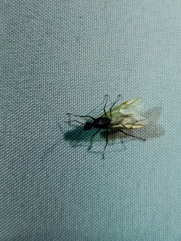 Eastern Black Carpenter Ant from Old Enfield, Austin, TX, USA on April ...