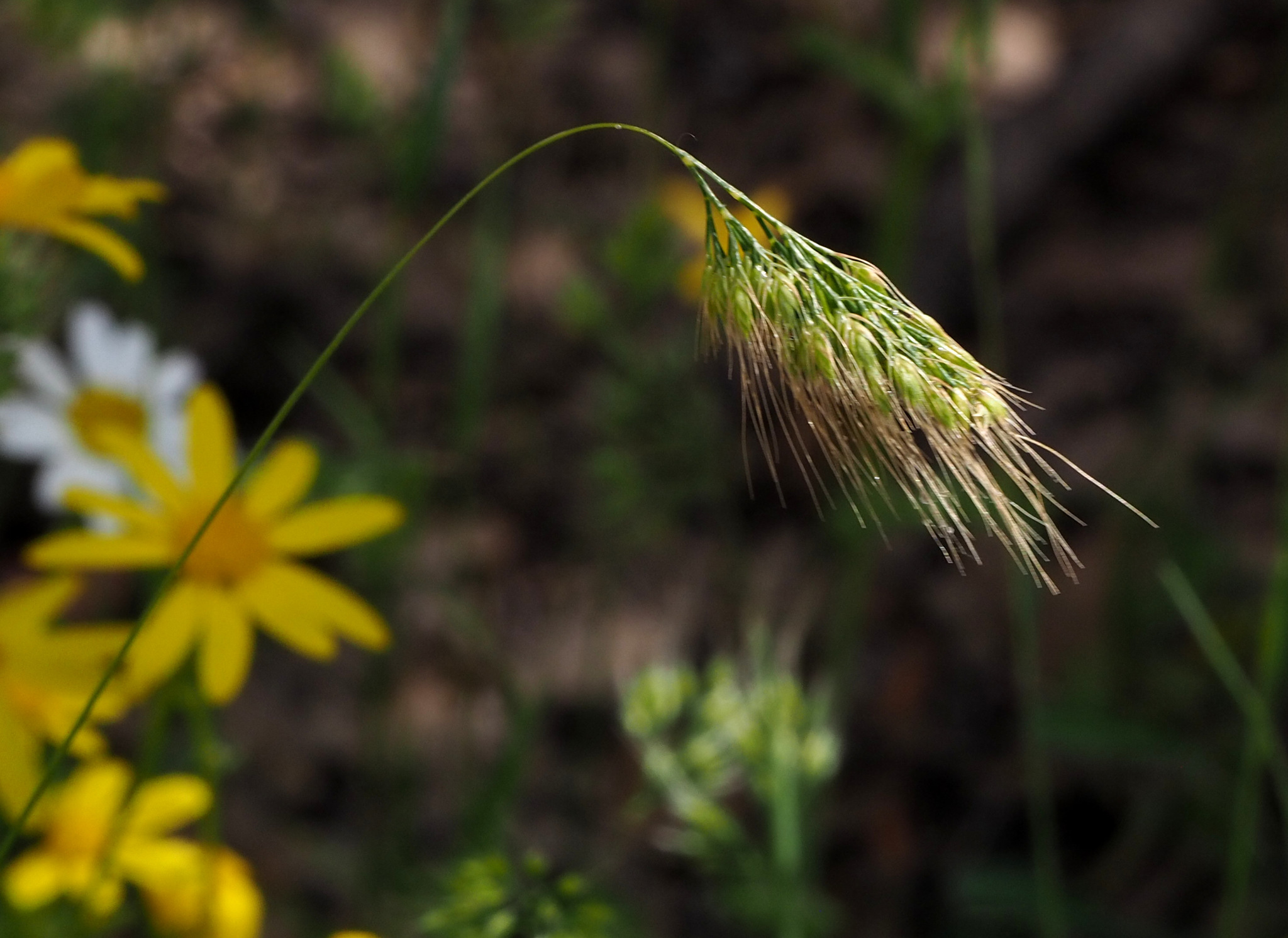 Cynosurus elegans Desf.