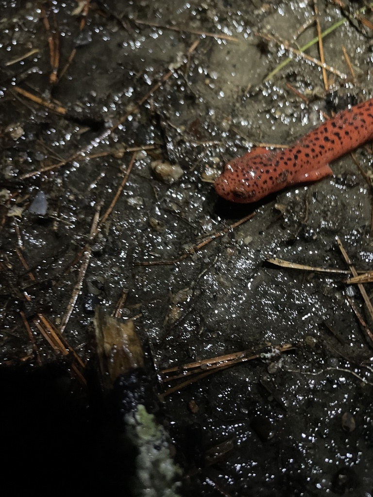 Red Salamander from Pisgah National Forest, Collettsville, NC, US on ...