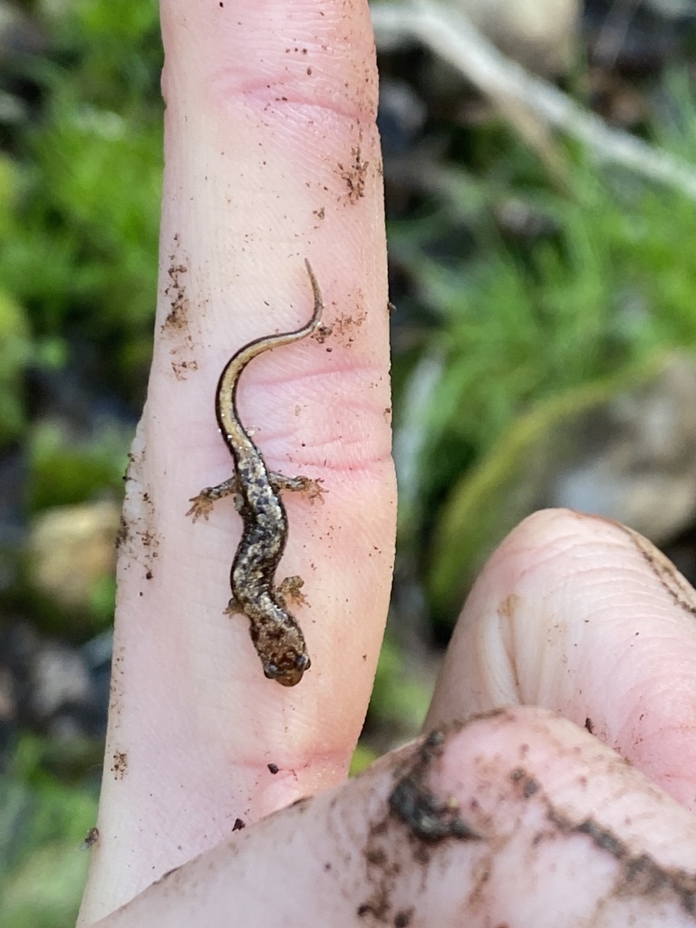 Blue Ridge Dusky Salamander in April 2024 by samh4962 · iNaturalist