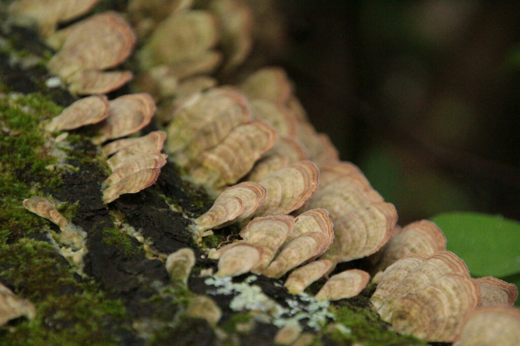 Trichaptum from Meeman-Shelby Forest SP on April 27, 2024 at 07:16 AM ...