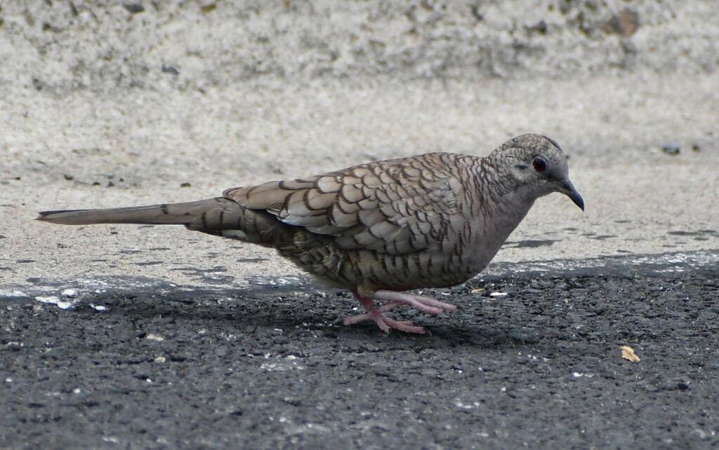 Inca Dove from Central City, Corpus Christi, TX, USA on April 28, 2024 ...
