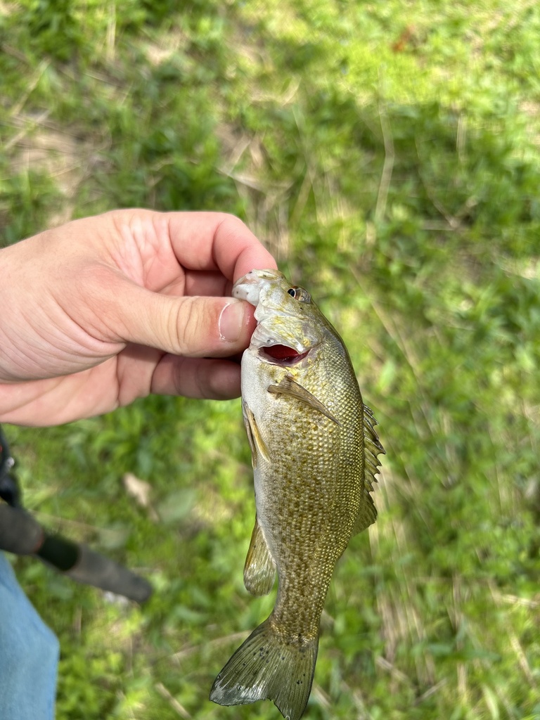 Smallmouth Bass in April 2024 by Alexander Travia · iNaturalist