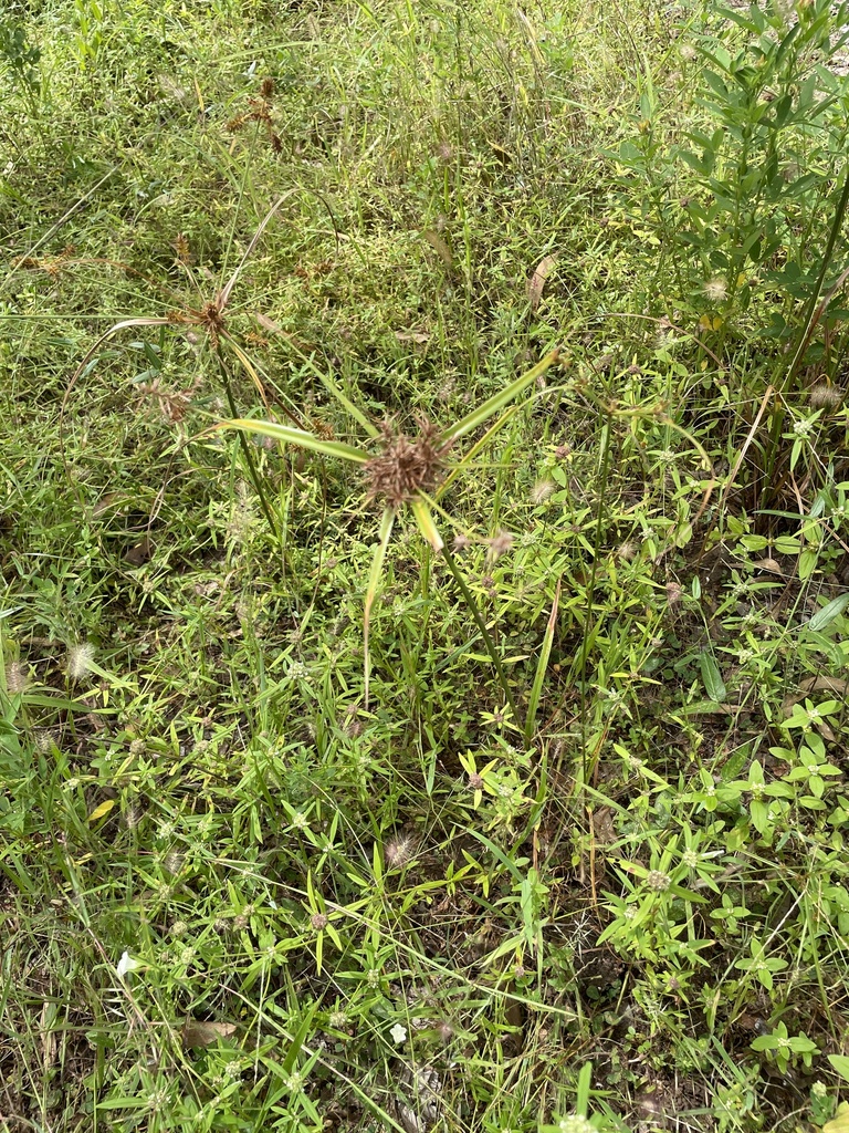 sedges from Coral Sea, Injinoo, QLD, AU on April 29, 2024 at 11:14 AM ...