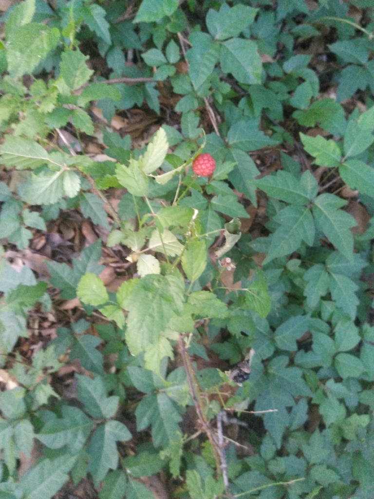 southern dewberry from South Baton Rouge, Baton Rouge, LA, USA on April ...