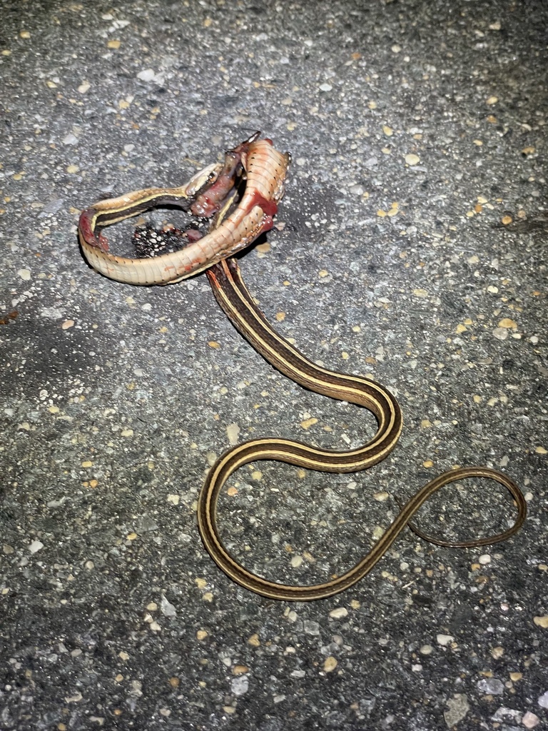 Eastern Ribbon Snake from Mashoes Rd, Manns Harbor, NC, US on April 28 ...