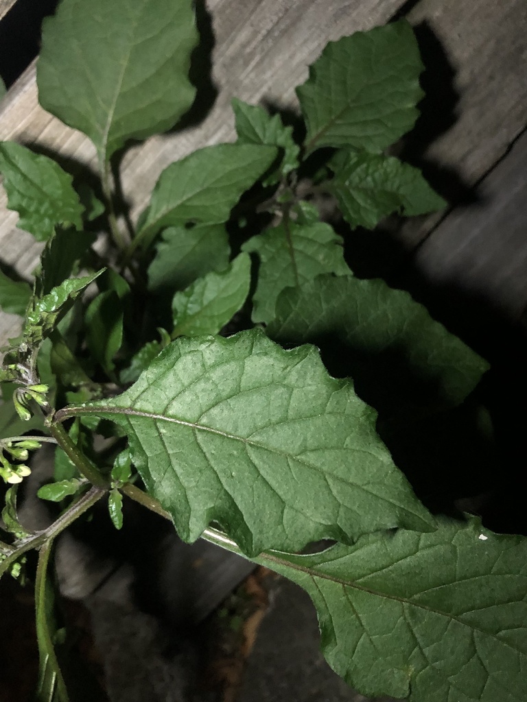 black nightshade from North Island / Te Ika-a-Māui, Wellington ...