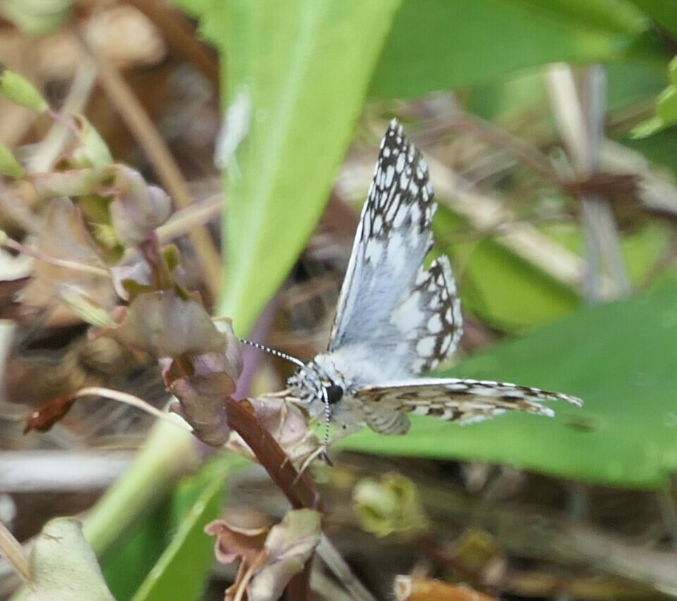 Tropical Checkered-Skipper from Orlando Wetlands, Orange County, FL ...