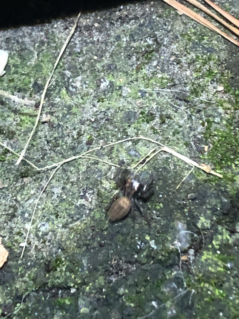 Golden-brown Jumping Spider from North Island / Te Ika-a-Māui ...