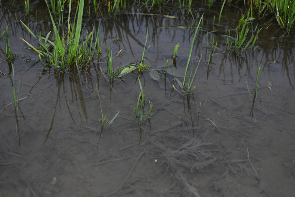 Mosquitoes and Midges from Lincoln, NE, USA on April 28, 2024 at 08:04 ...