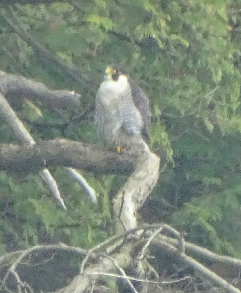 Peregrine Falcon from Lone Rock Point, Burlington, VT 05408, USA on ...