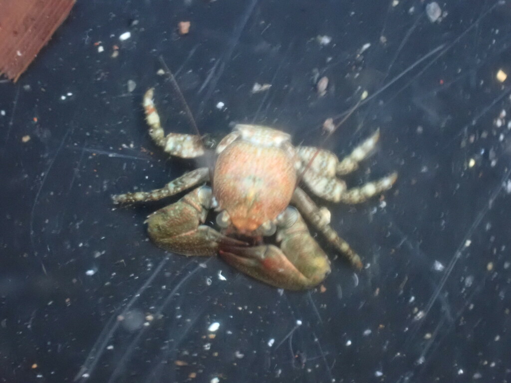 New Zealand Half Crab from Taranaki, New Zealand on April 26, 2024 at ...