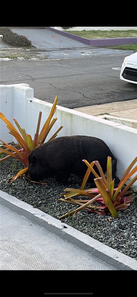 Domestic Pig from Puerto Rico, San Juan, Puerto Rico, US on April 28 ...
