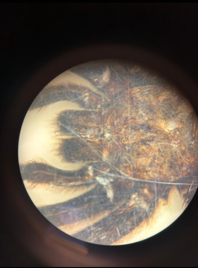 Spiders from Puerto Rico, San Juan, Puerto Rico, US on April 28, 2024 ...