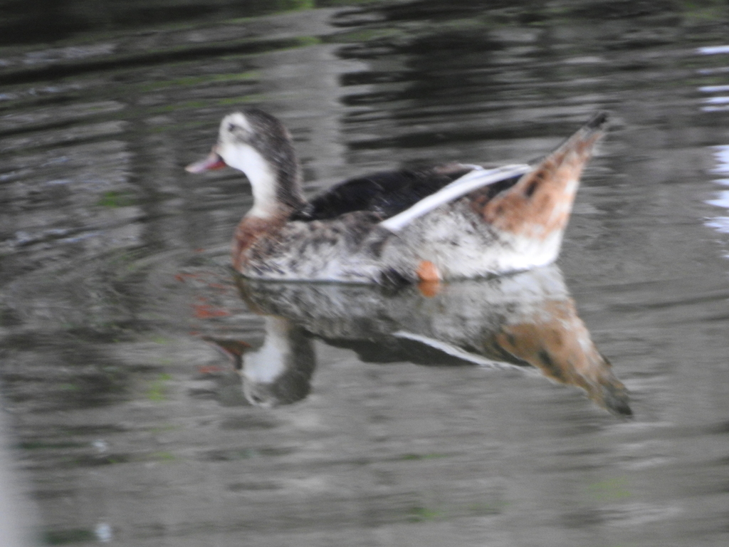 Mallard × Muscovy Duck from Harbor Gateway North, Los Angeles, CA, USA ...