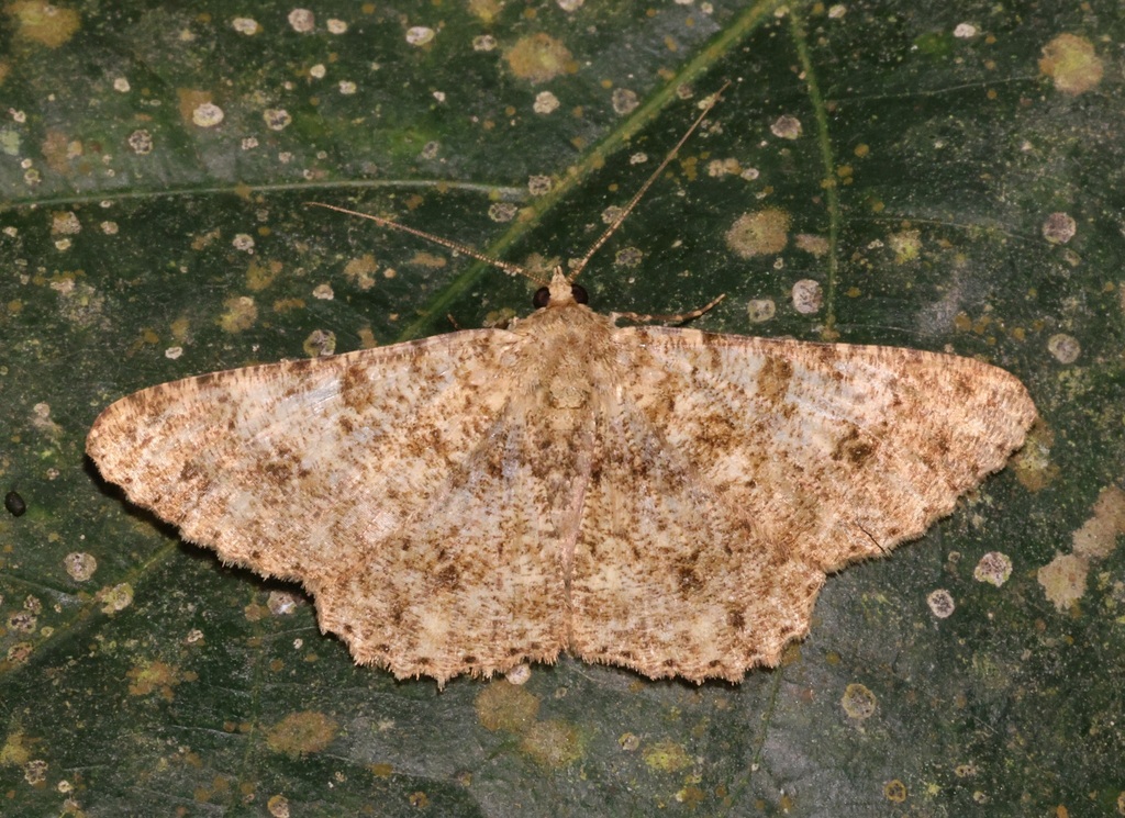 Racotis boarmiaria from Lam Tsuen, Hong Kong on April 26, 2024 at 09:18 ...