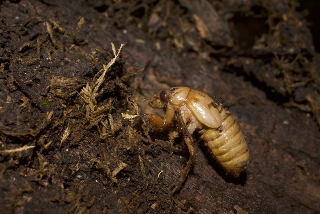 Periodical Cicadas from Phelps County, MO, USA on April 28, 2024 at 02: ...