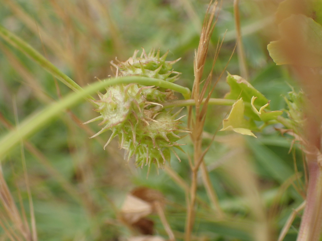 bur clover from Los Angeles, California, United States on April 28 ...