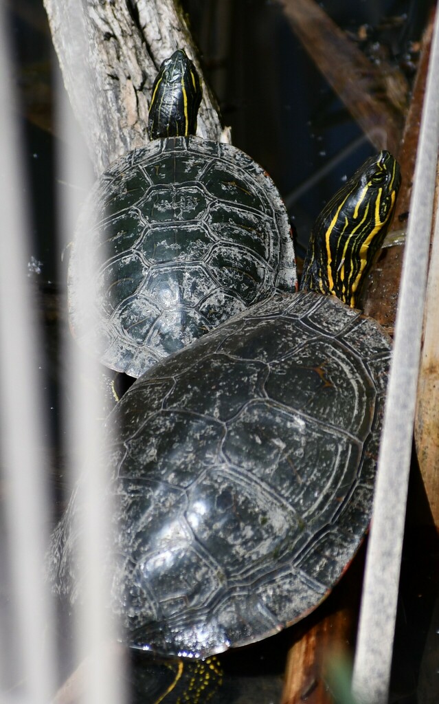 Western Painted Turtle from Boise State University District, Boise, ID ...