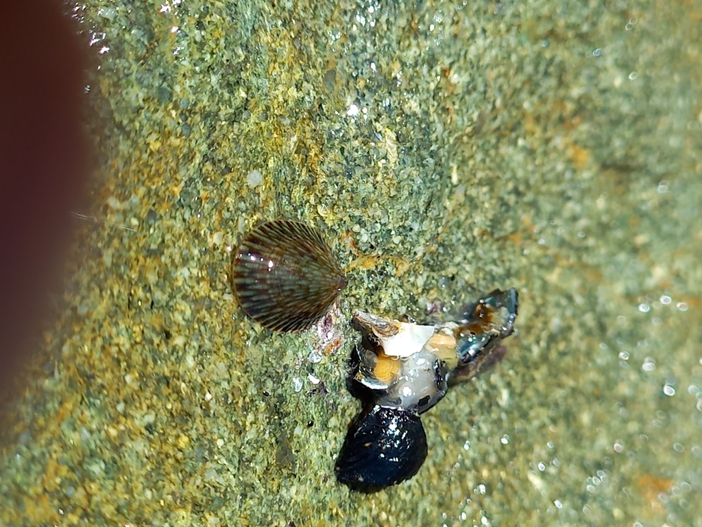 Notoacmea daedala from The Esplanade (Opposite 182), Island Bay ...