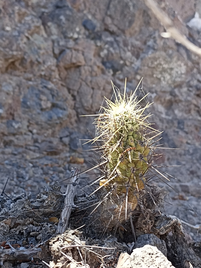 Brandegee's Hedgehog Cactus from 23896 B.C.S., México on April 27, 2024 ...