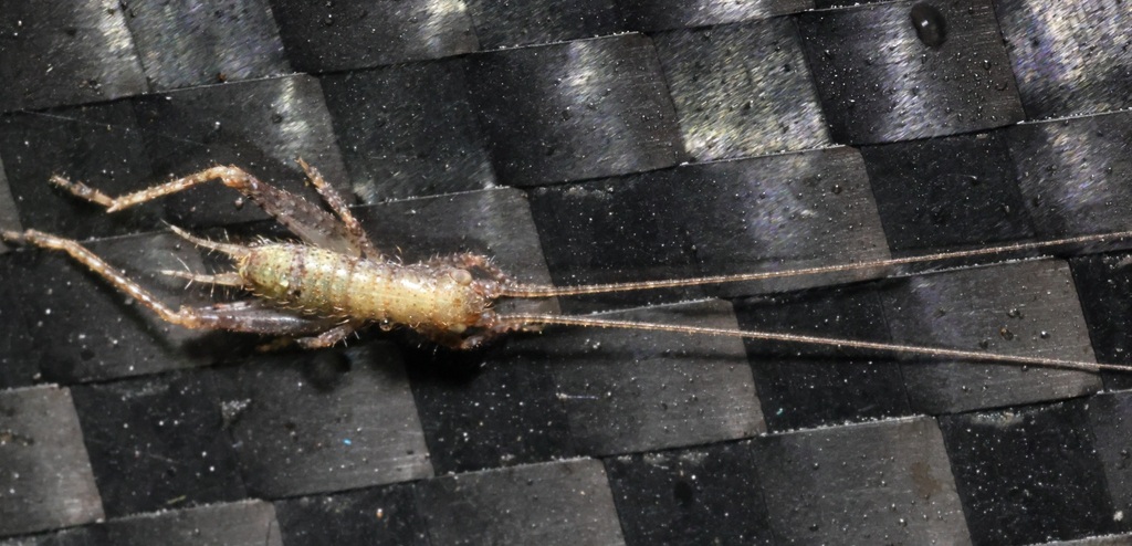 Slender Silent Bush Crickets from Lam Tsuen, Hong Kong on April 26 ...