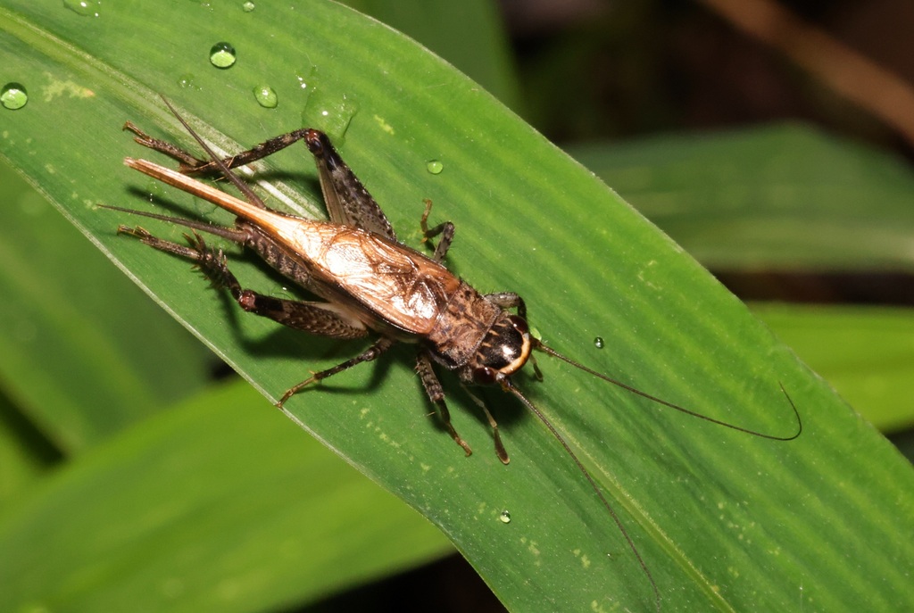 Hard-headed Crickets from Lam Tsuen, Hong Kong on April 26, 2024 at 07: ...