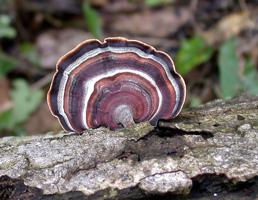 Microporus affinis (Recognisable fungi of Mary Cairncross & EP ...